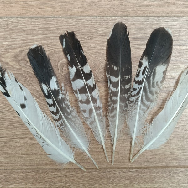 Seagull Feather - Etsy