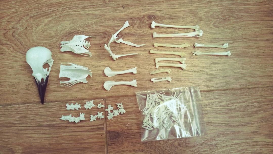 Magpie Skull pica Pica With Skeleton Bones. - Etsy