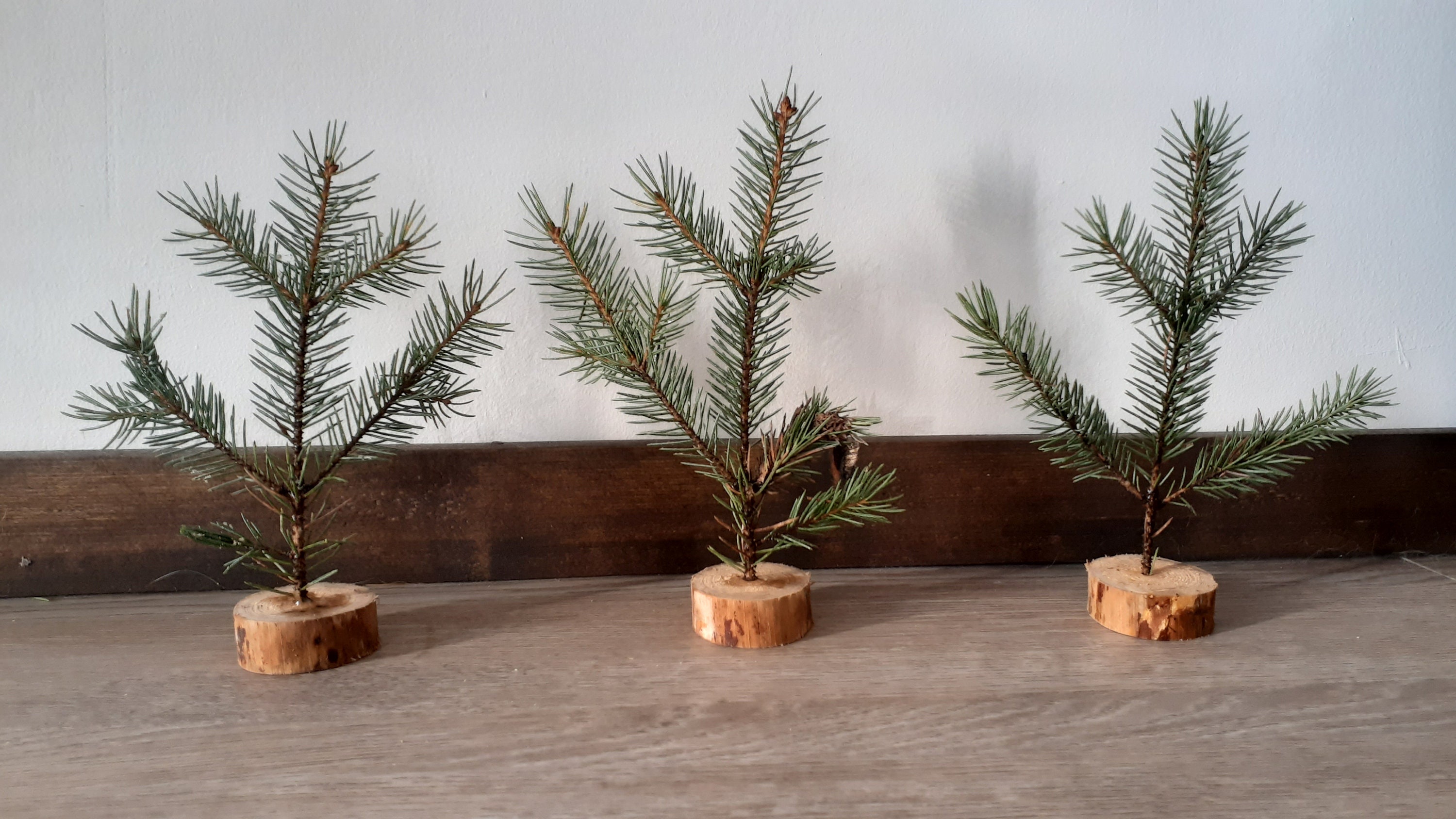 Mini Christmas Trees - Spruce - Etsy
