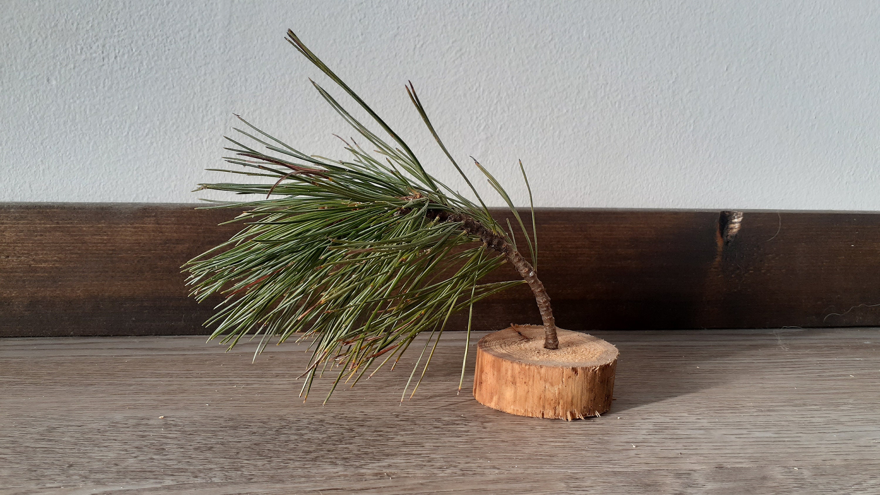 Mini Charlie Brown Christmas Trees - Pine - Etsy