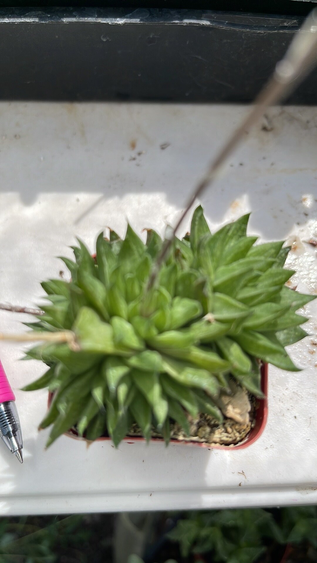 Cathedral Window Haworthia 2 - Etsy