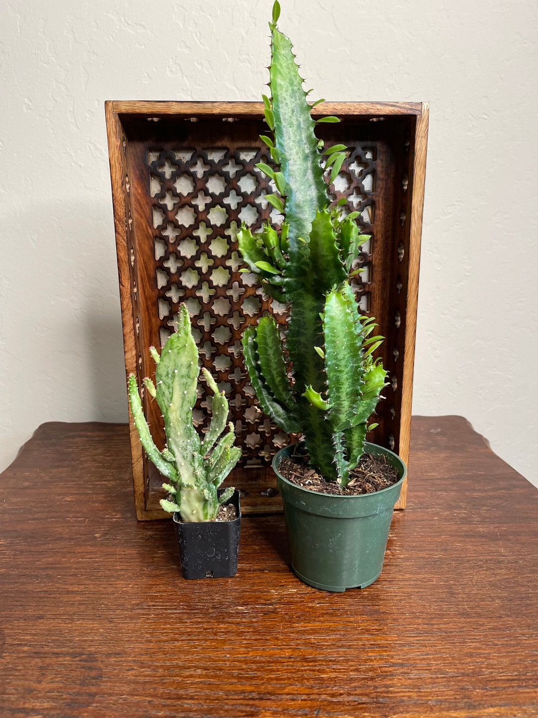 African Milk Tree, Euphorbia 4" - Etsy