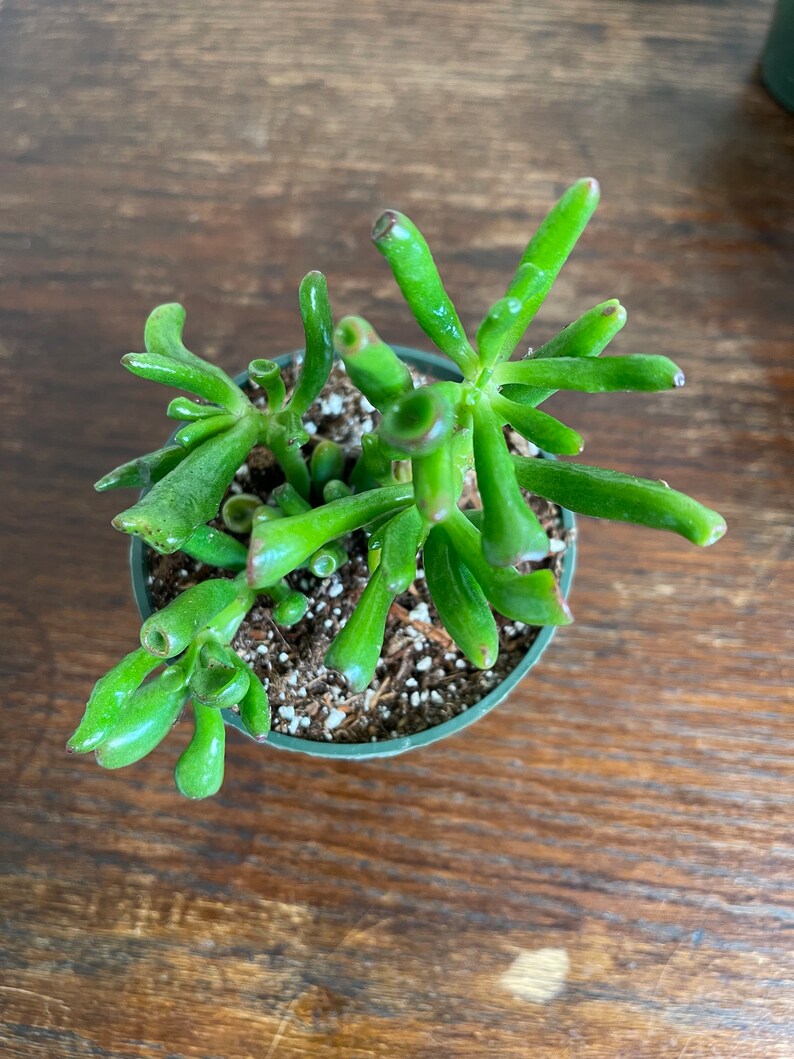Gollum Jade, Crassula, Finger Jade 4" - Etsy