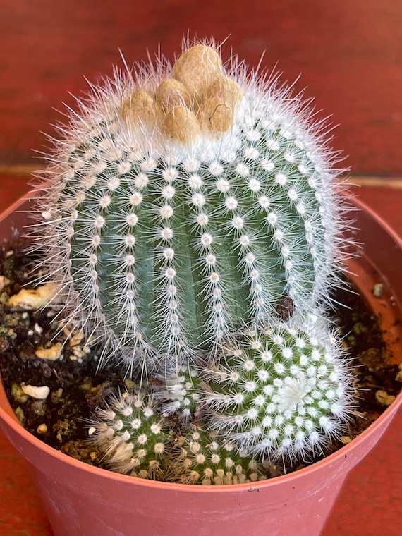 Silver Ball Cactus 4 - Etsy