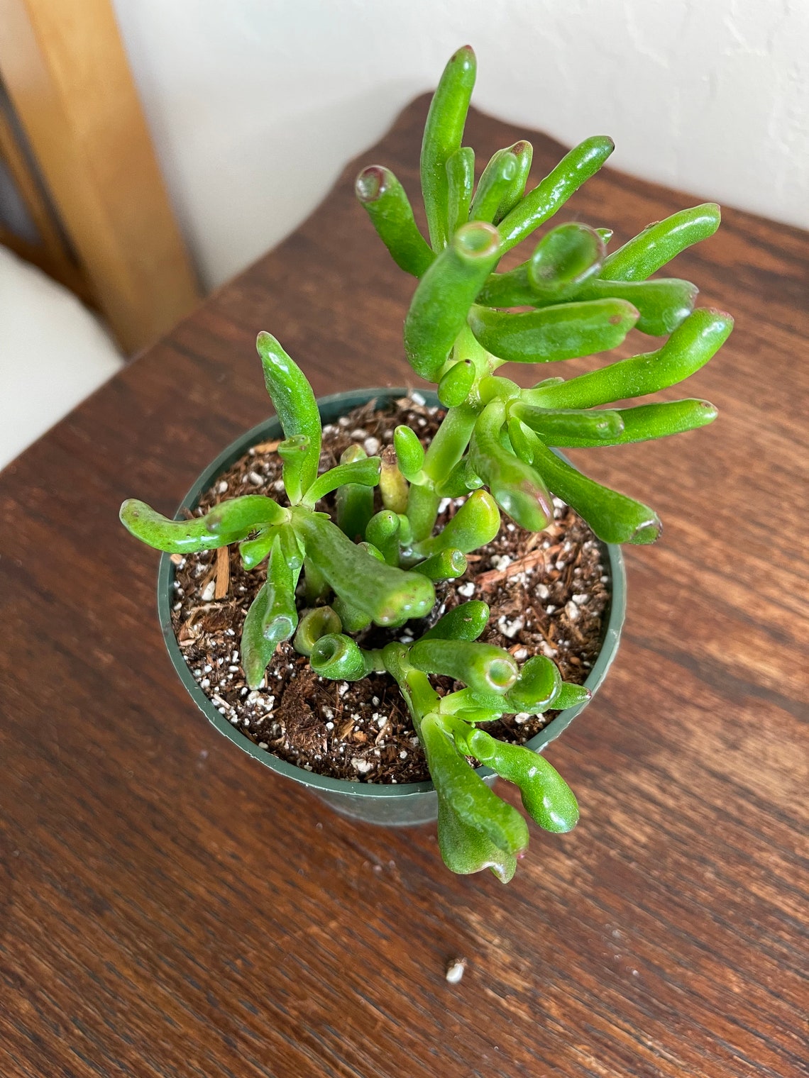 Gollum Jade, Crassula, Finger Jade 4" - Etsy
