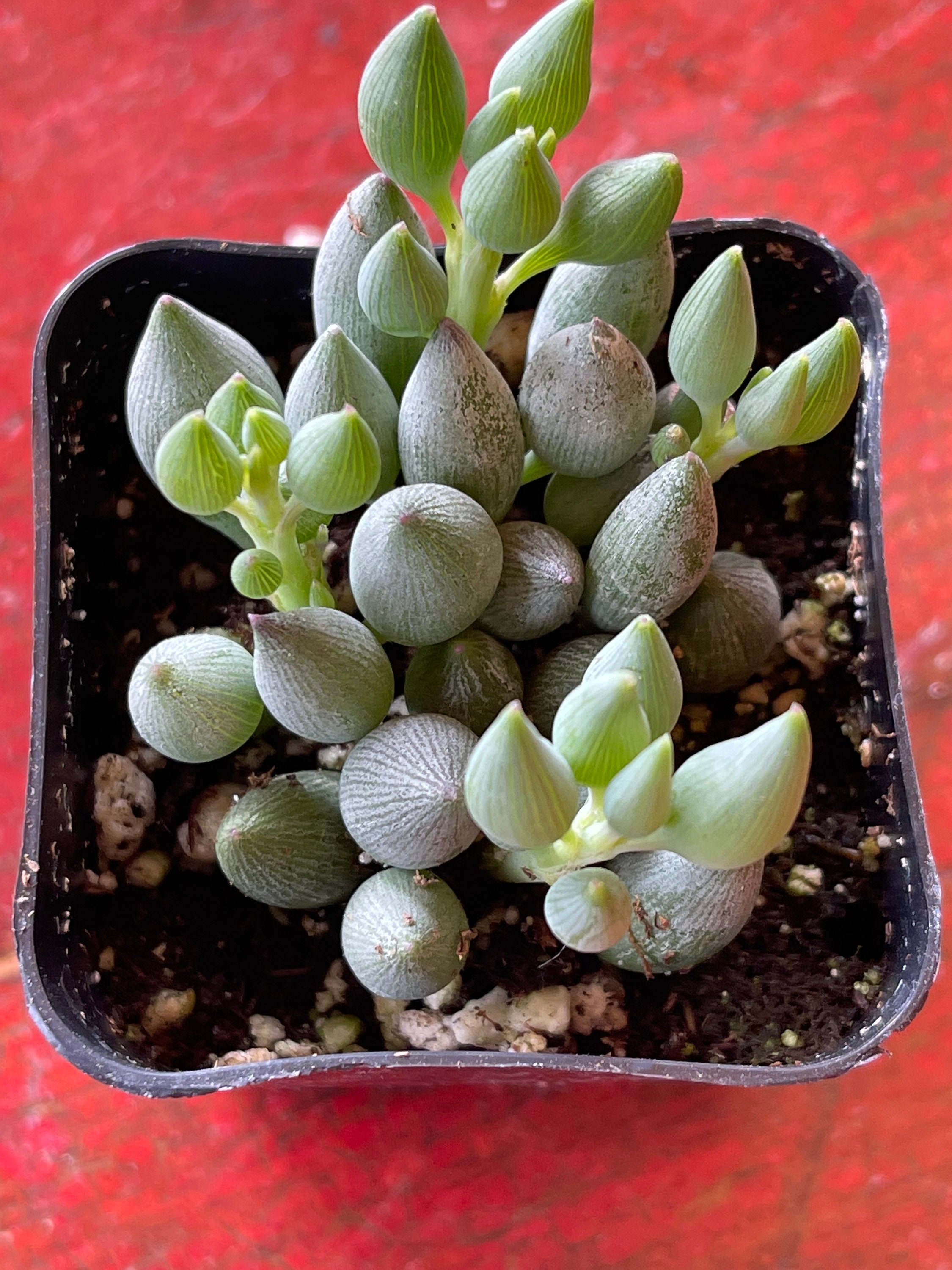 String of Tears 2 - Etsy