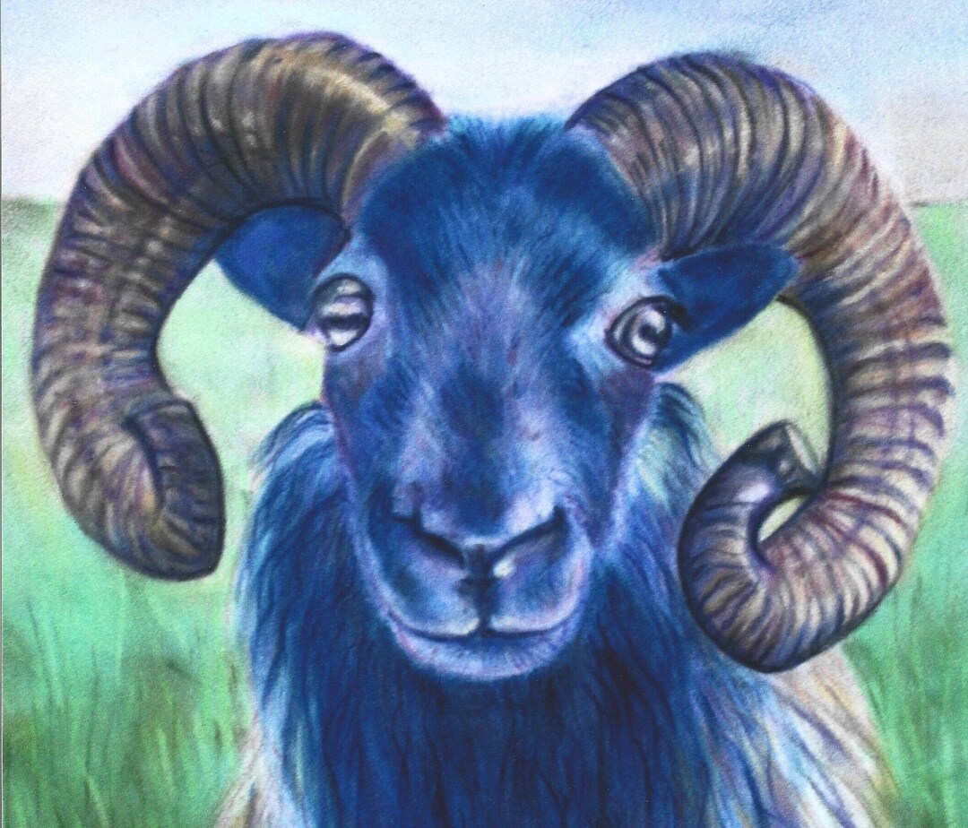 Sheep, Poster DIN A4, Print, Print From the Original Image - Etsy