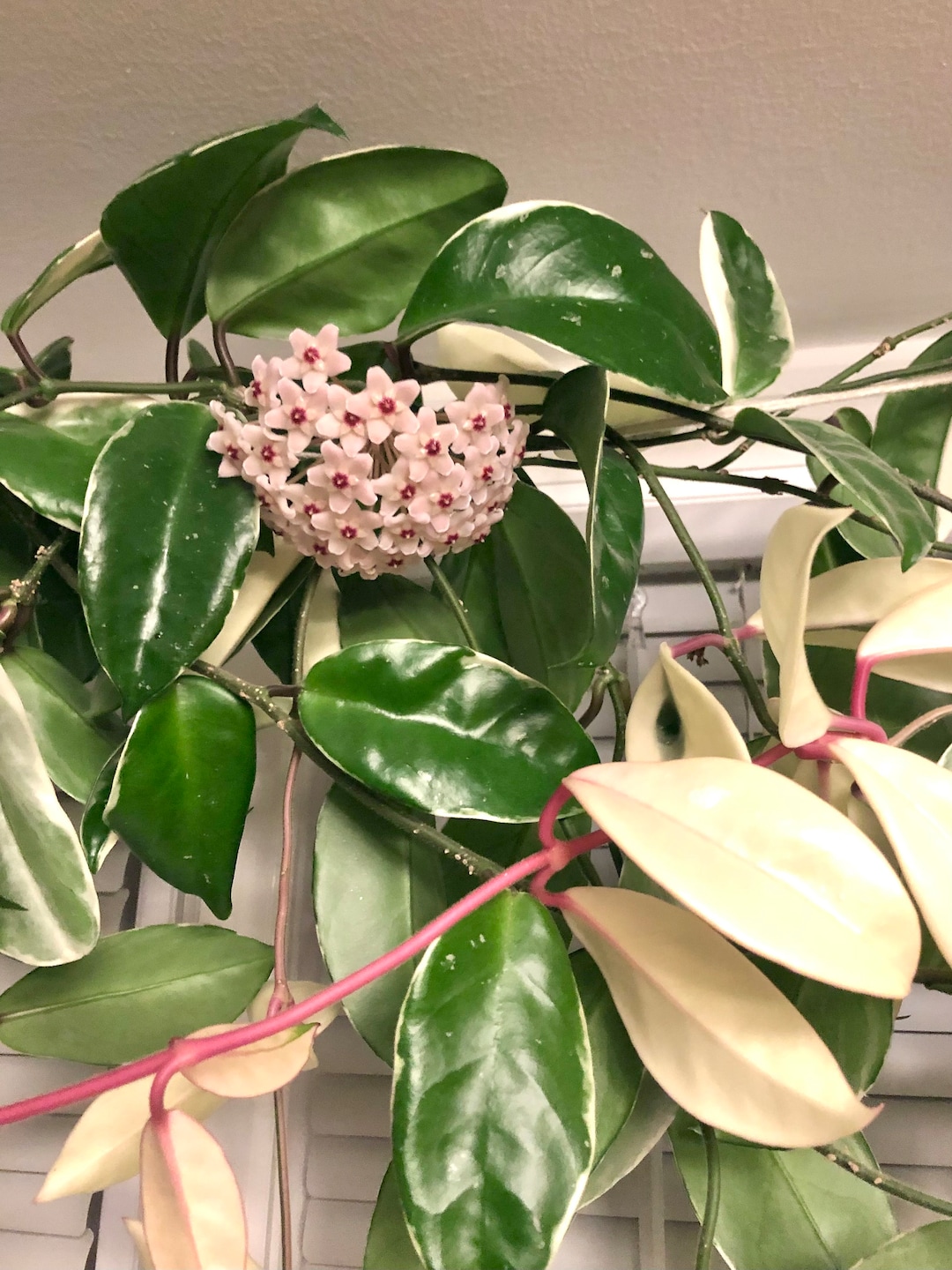 Hoya Carnosa Krimson Queen Rooted Cuttings, Rare Exotic House Plants ...