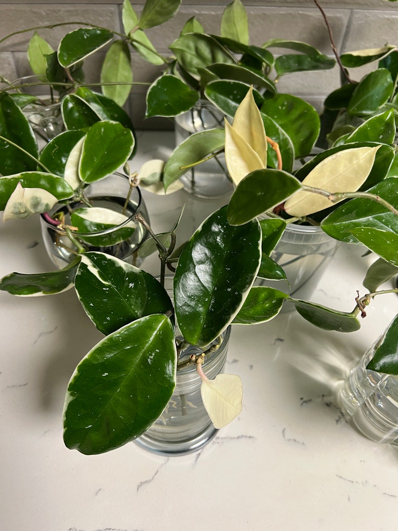 Hoya Carnosa Krimson Queen Propagations, Rare Variegated Plant ...