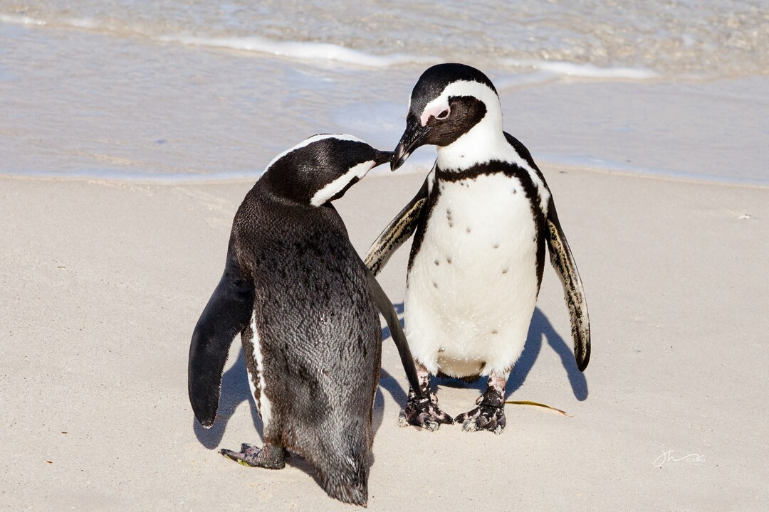 Adorable Penguins in Love | Printable Wall Art | Coastal | Penguin Art ...