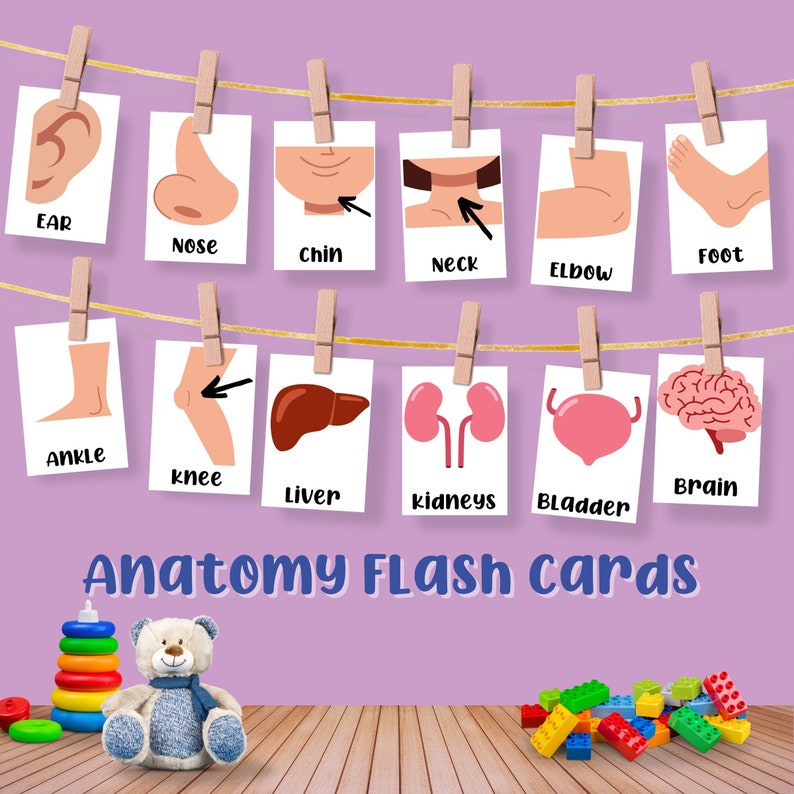 32 Printable Body Parts and Organs Flash Cards for Toddlers and ...