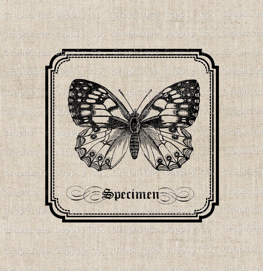 Butterfly Specimen Label Vintage Illustration- Instant Download Digital ...
