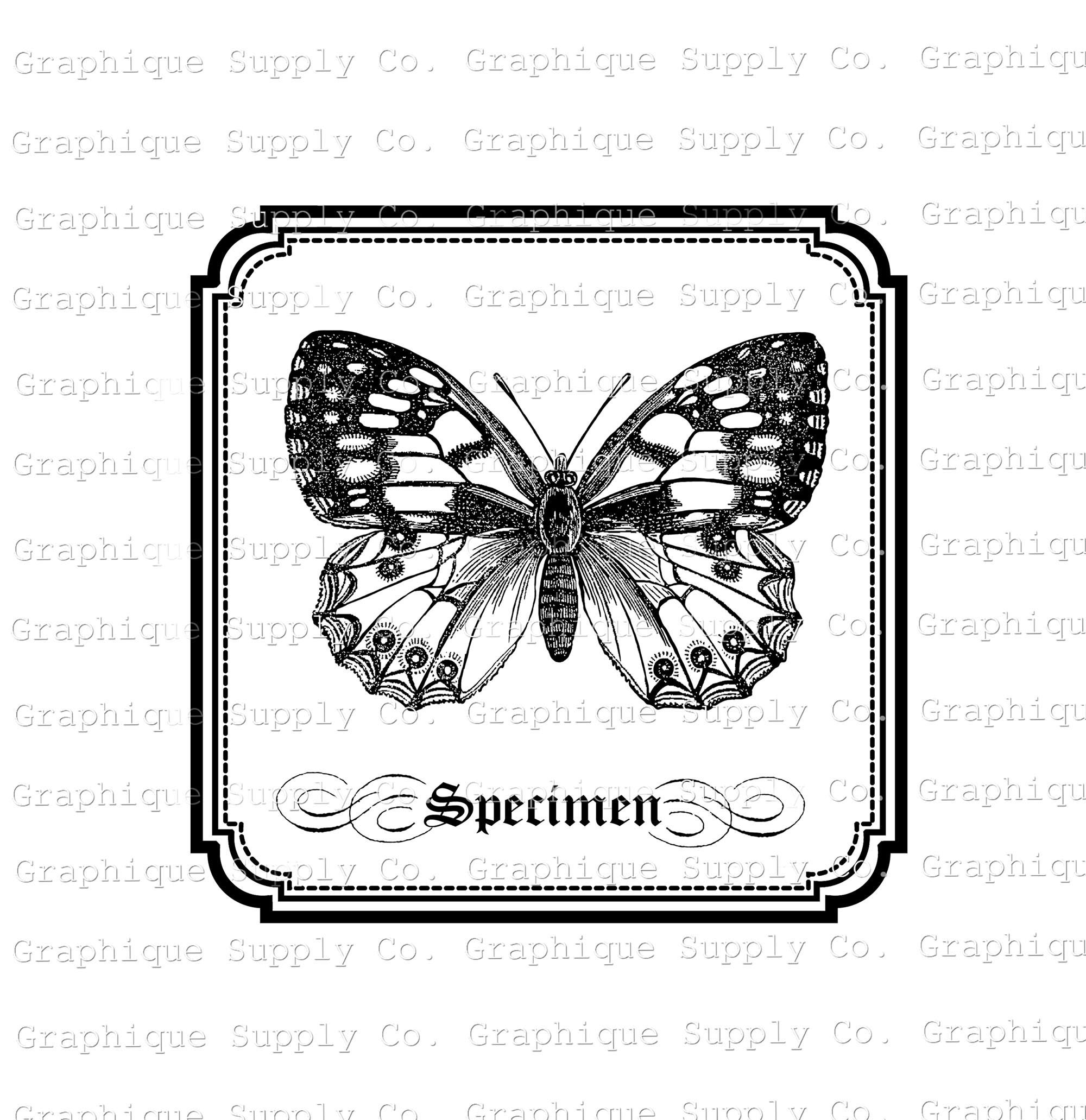 Butterfly Specimen Label Vintage Illustration- Instant Download Digital ...