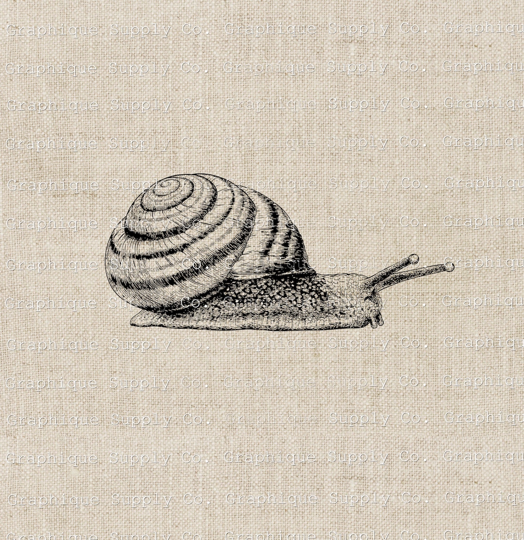 Garden Snail Printable Graphic Snail Clipart Mollusk Digital-goblincore ...