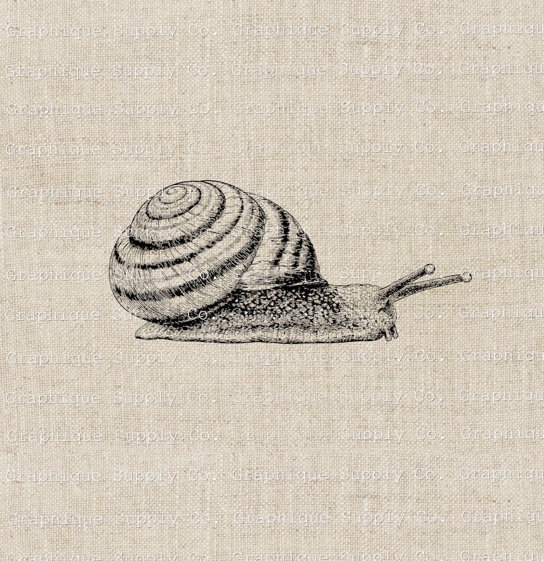 Garden Snail Printable Graphic Snail Clipart Mollusk Digital-goblincore ...