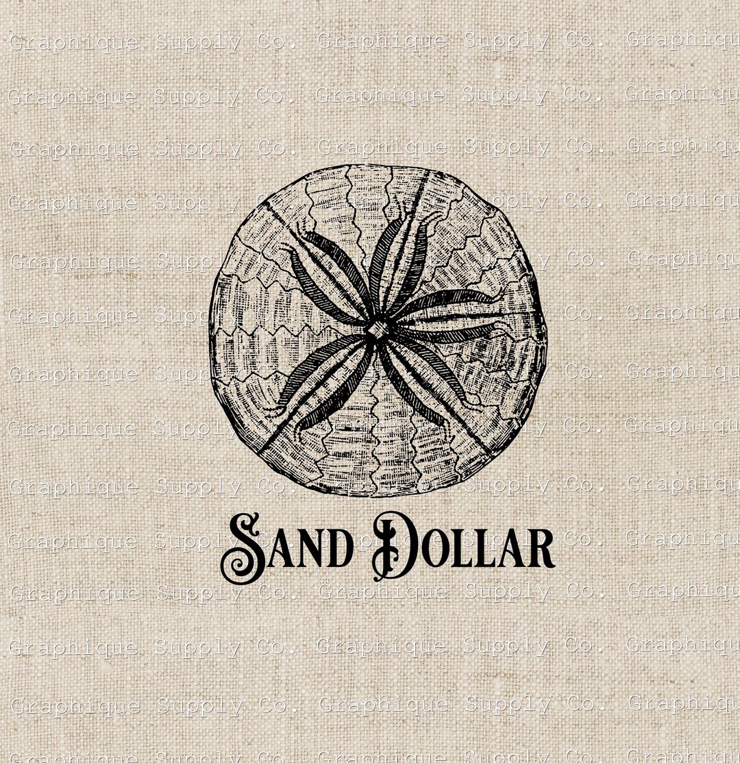 Sand Dollar SVG Beach Nautical Vintage Illustration- Instant Download ...