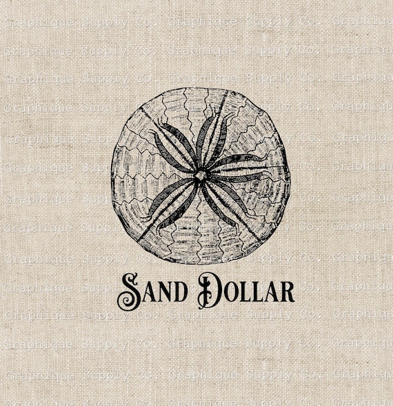 Vintage Sand Dollar Illustration