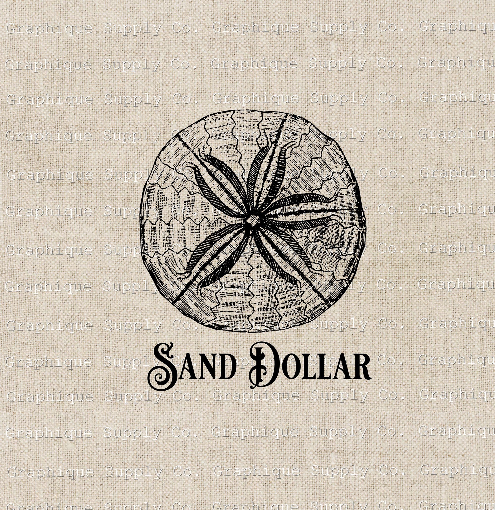 Sand Dollar SVG Beach Nautical Vintage Illustration- Instant Download ...