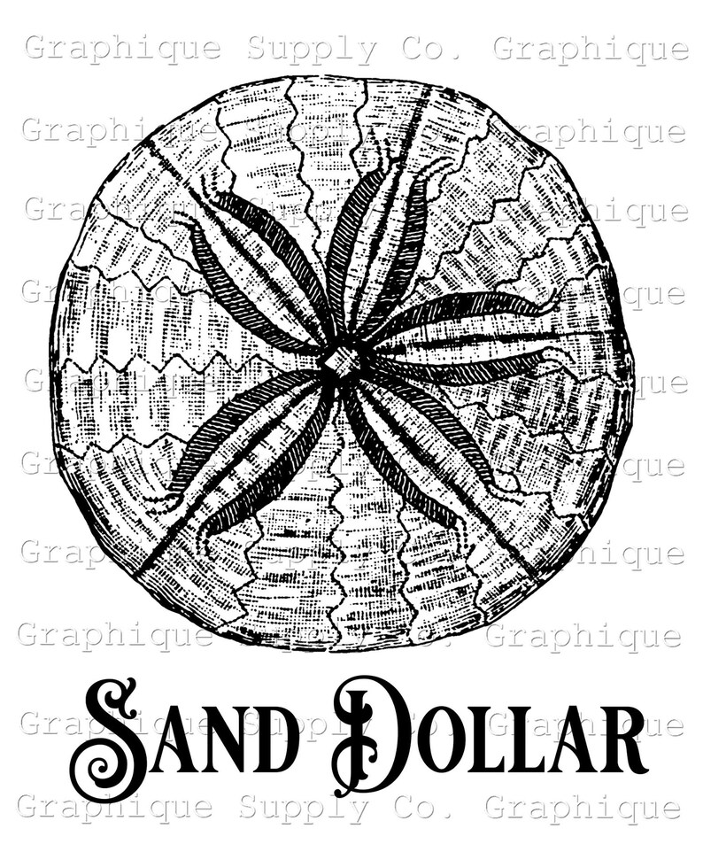 Sand Dollar SVG Beach Nautical Vintage Illustration Instant Download ...