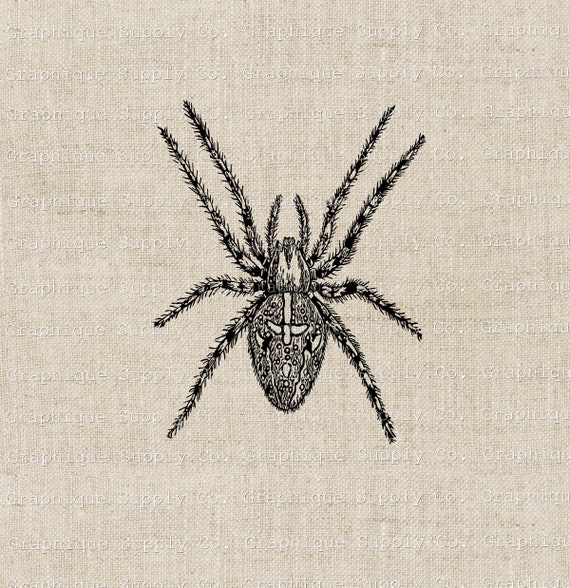 Spider Clip Art Download Horror Clipart Arachnid Digital - Etsy