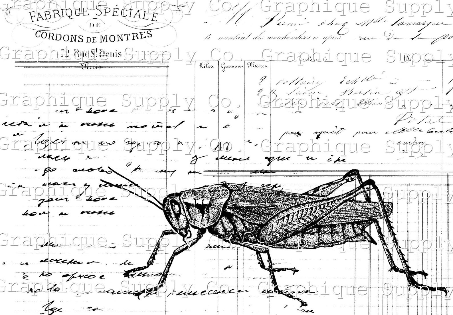 Grasshopper on Text Script Vintage Illustration- Instant Download ...