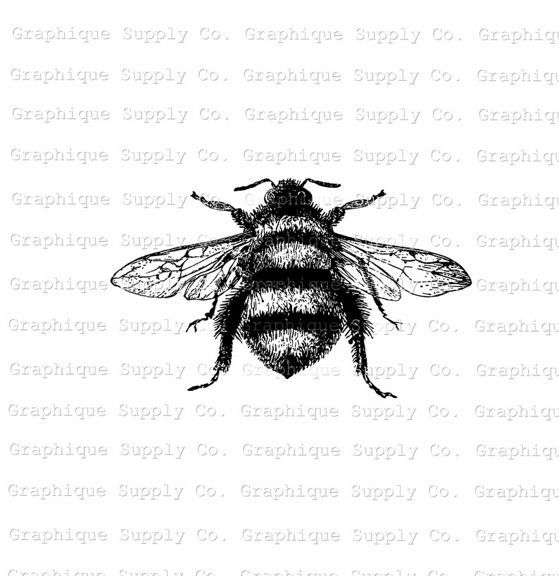 Bumble Bee Clipart in Printable Png-nature Clip Art Great for - Etsy Canada