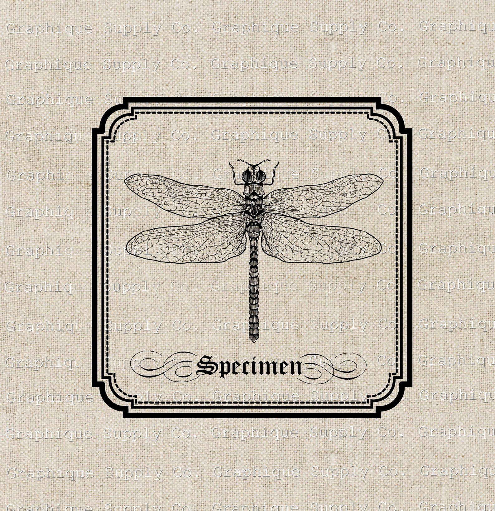 Dragonfly Specimen Label Vintage Illustration- Instant Download Digital ...