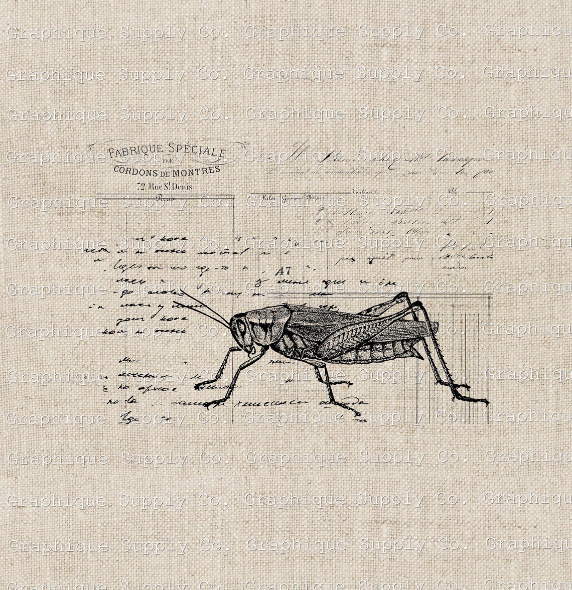 Grasshopper on Text Script Vintage Illustration- Instant Download ...