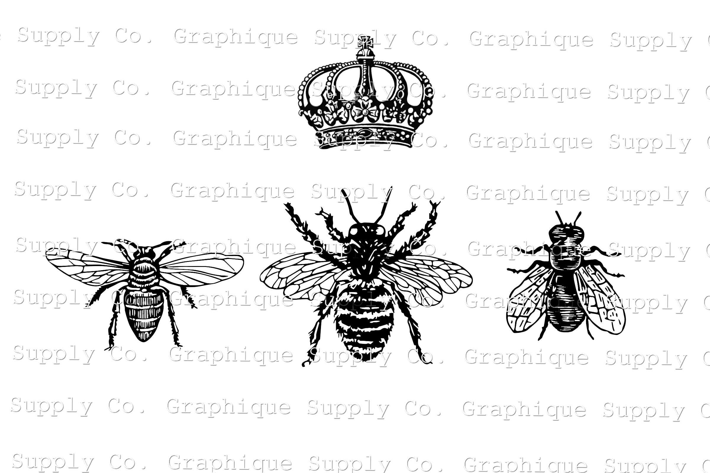 Queen Bee Crown Bee Specimen Vintage Illustration Instant Download ...