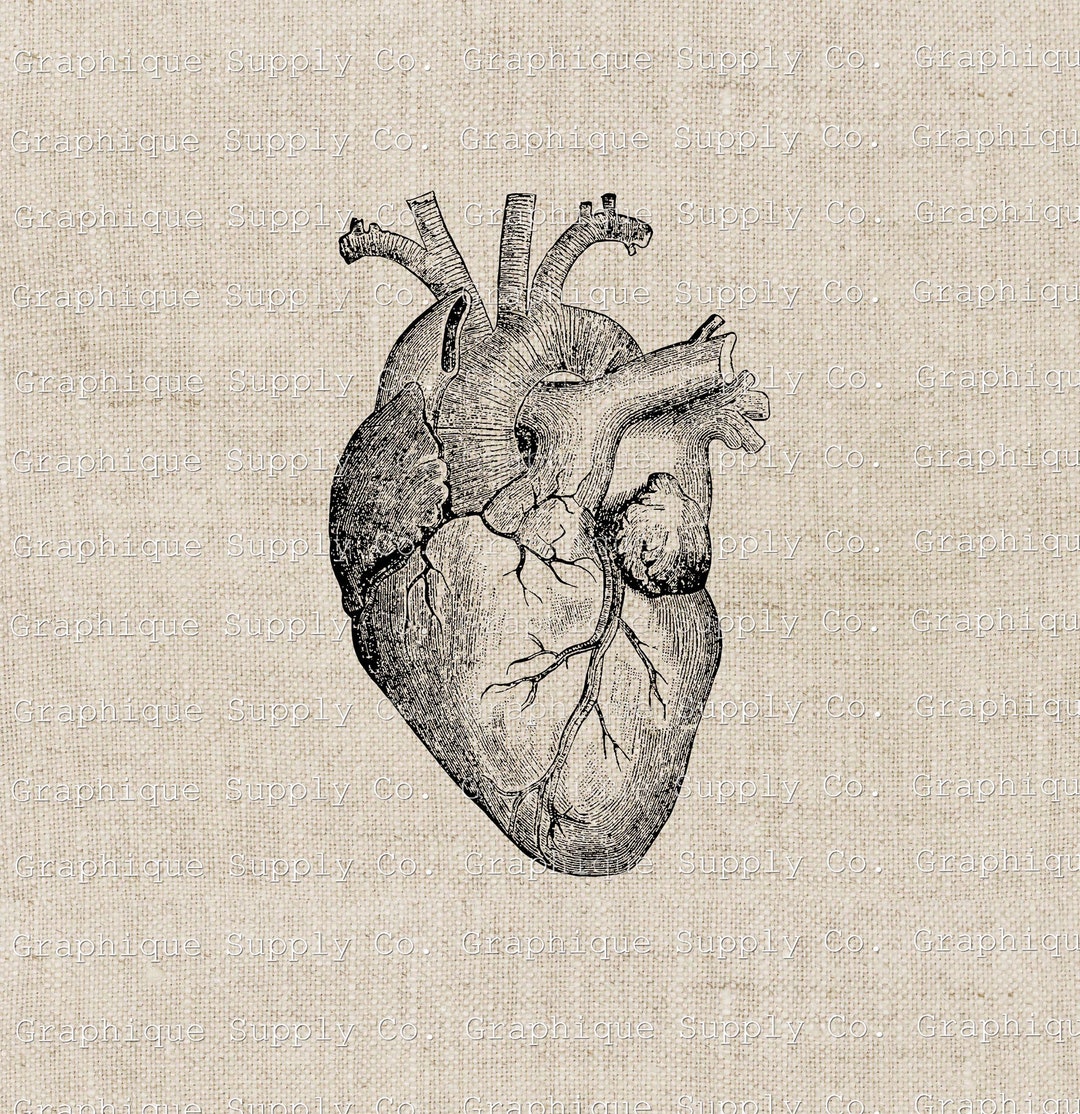 Anatomical Heart Illustration -commercial Use Clip Art- Instant ...