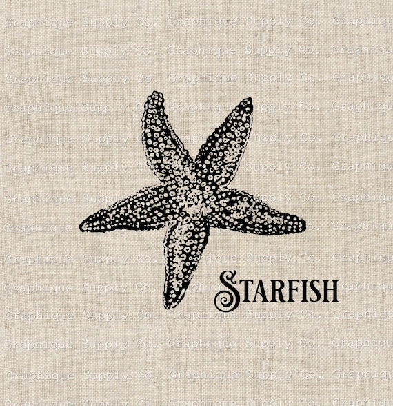 Starfish Beach Clip Art