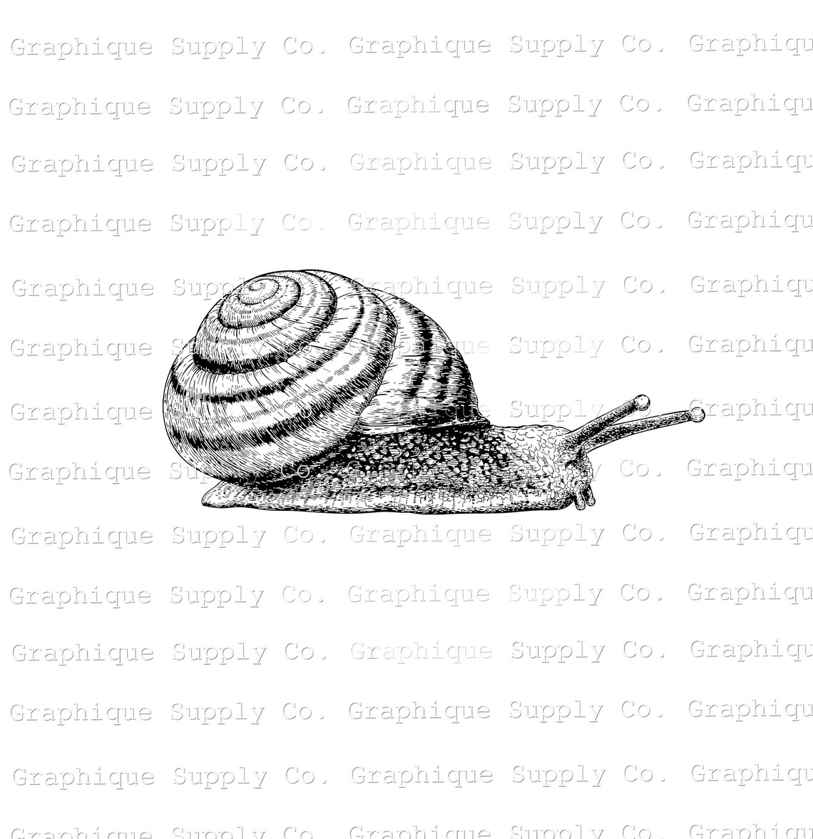 Garden Snail Printable Graphic Snail Clipart Mollusk - Etsy