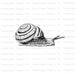 Garden Snail Printable Graphic Snail Clipart Mollusk Digital-goblincore ...