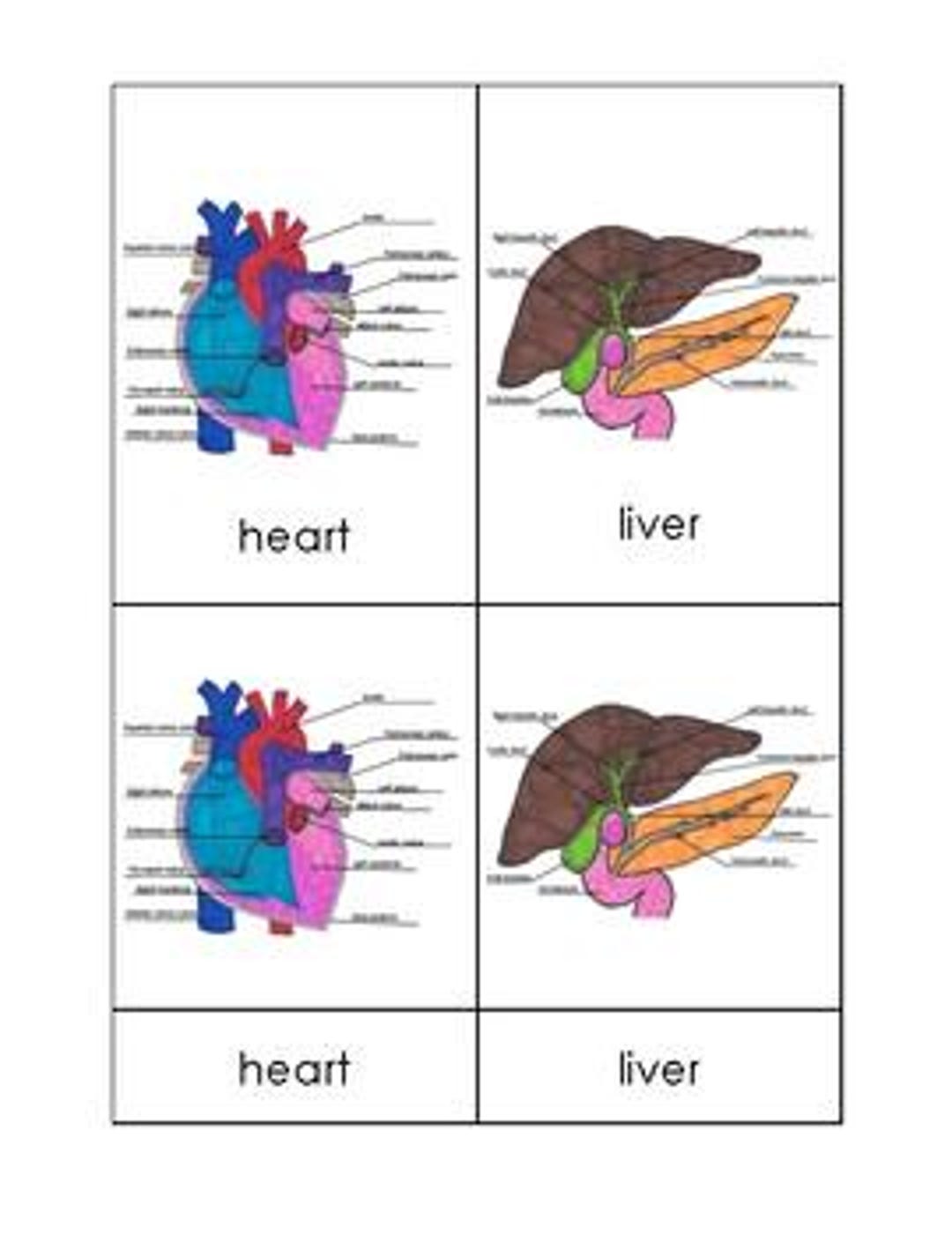 Human Organs Toob Three Part Card Set - Etsy