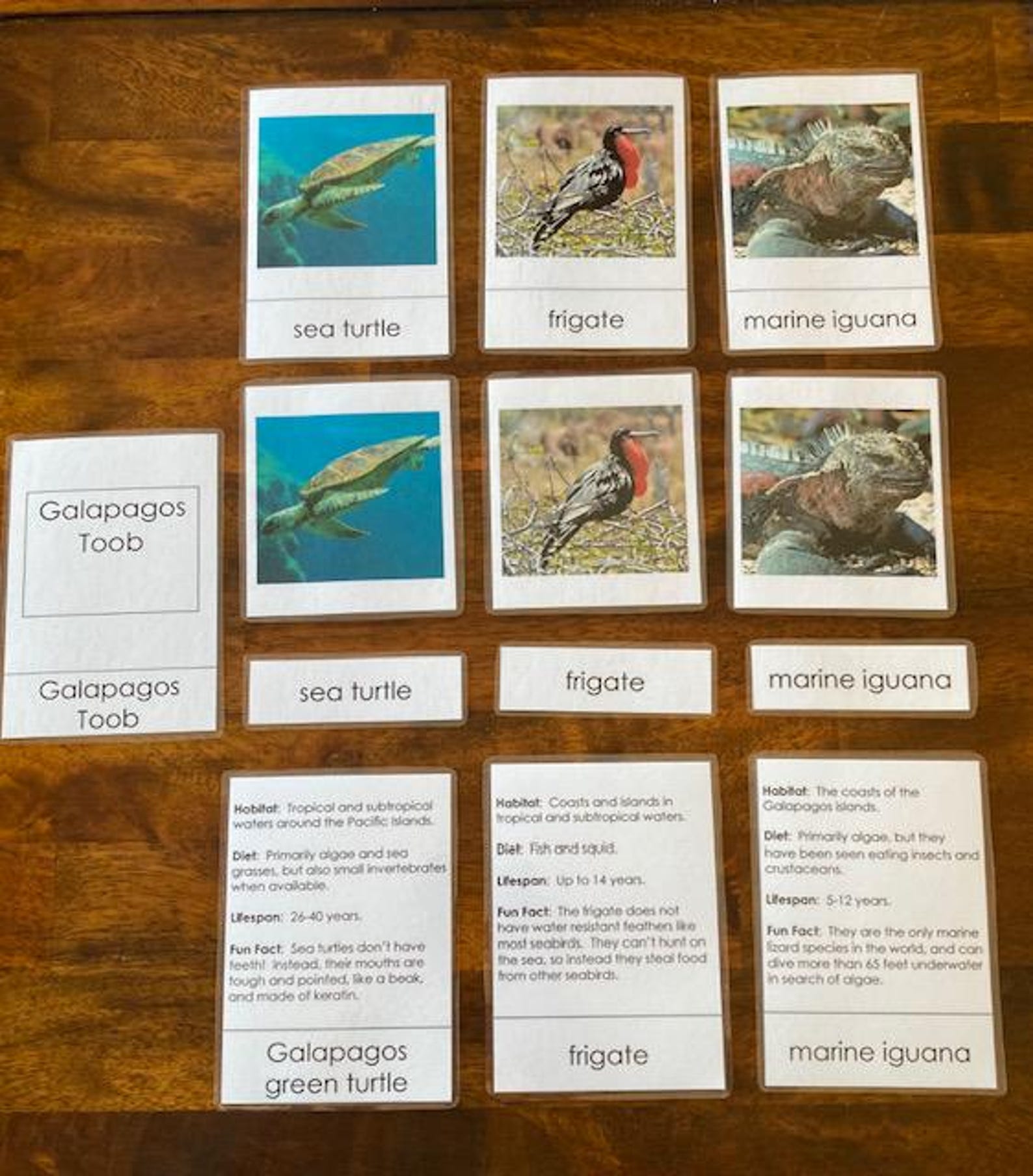 Galapagos Safari Toob 3-part Card Set - Etsy