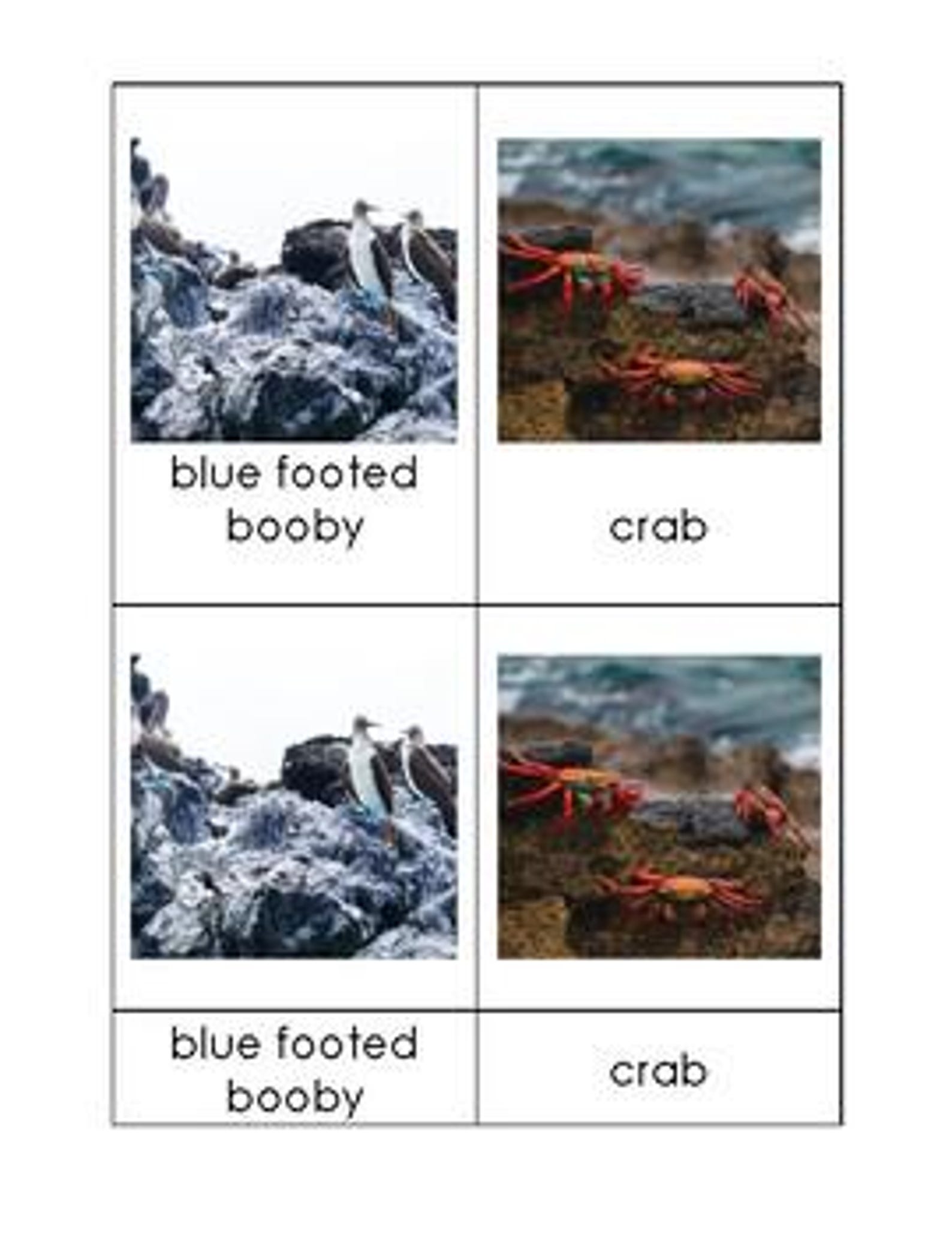 Galapagos Safari Toob 3-part Card Set - Etsy