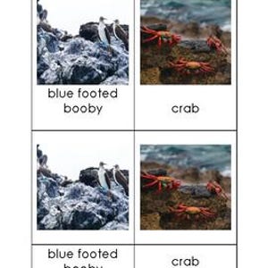 Galapagos Safari Toob 3-part Card Set - Etsy