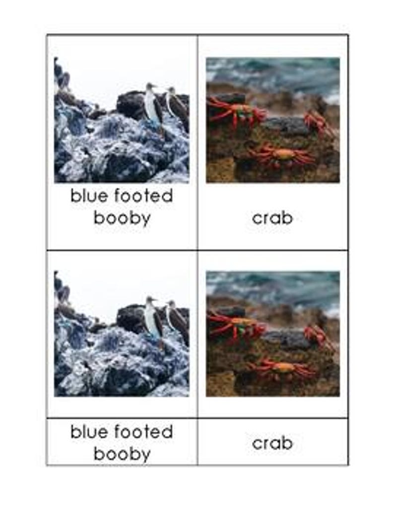 Galapagos Safari Toob 3-part Card Set - Etsy