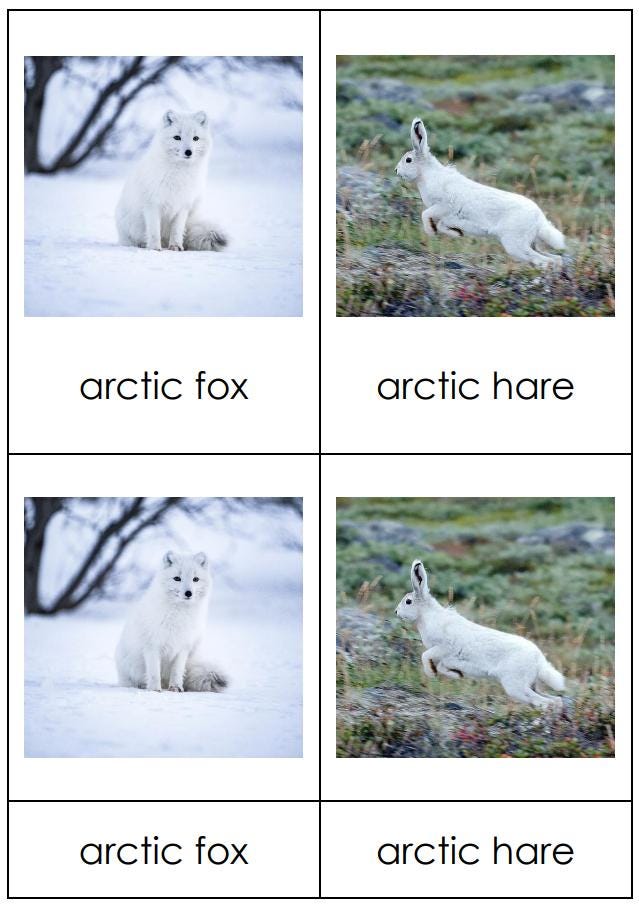 Arctic Safari Toob 3-part Card Set Digital File - Etsy