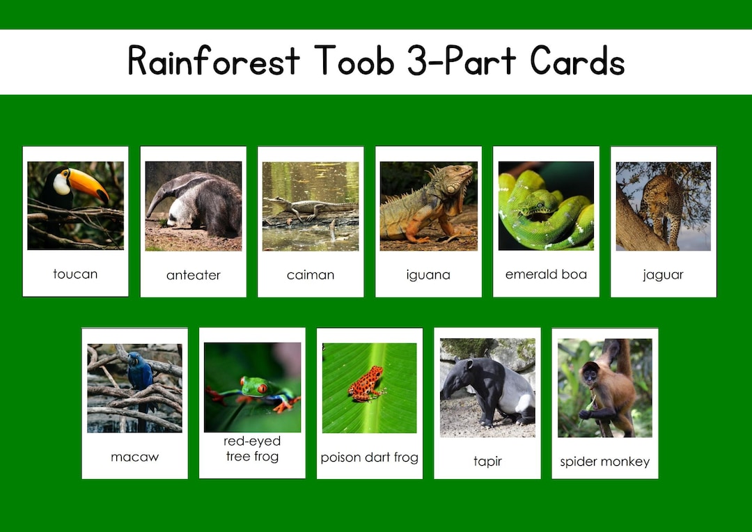 Rainforest Safari Toob 3-part Card Set Digital File - Etsy