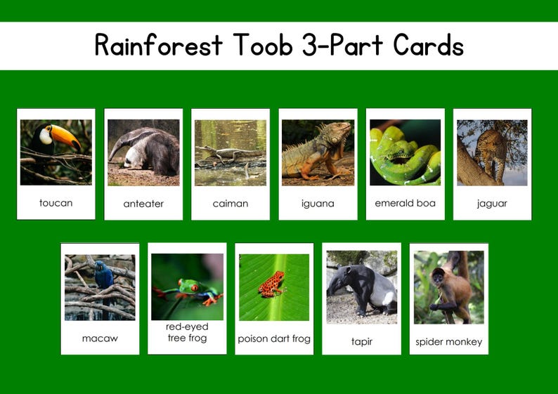 Rainforest Safari Toob 3-part Card Set Digital File - Etsy