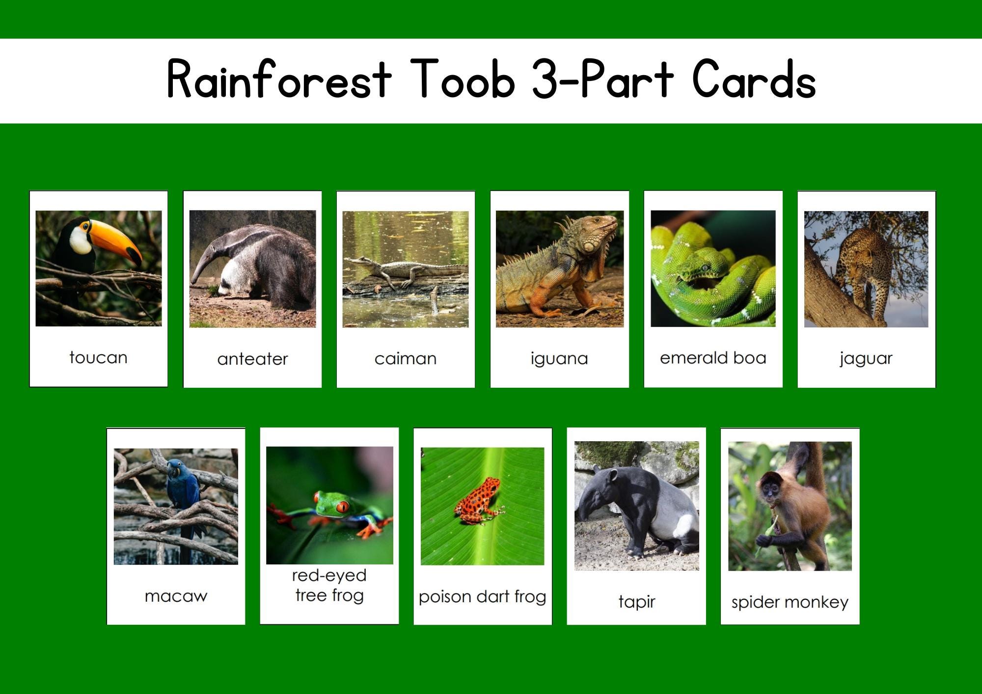 Rainforest Safari Toob 3-part Card Set Digital File - Etsy