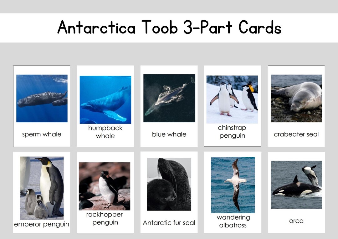 Antarctica Safari Toob 3-part Card Set Digital File - Etsy