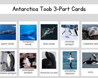 Galapagos Safari Toob 3-part Card Set Digital File - Etsy