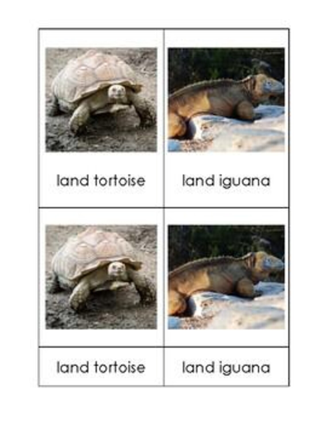 Galapagos Safari Toob 3-part Card Set - Etsy