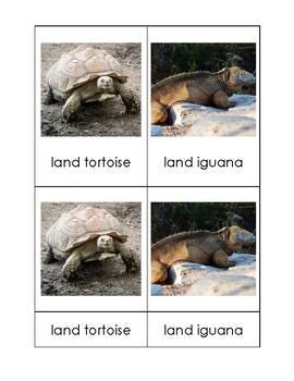 Galapagos Safari Toob 3-part Card Set - Etsy