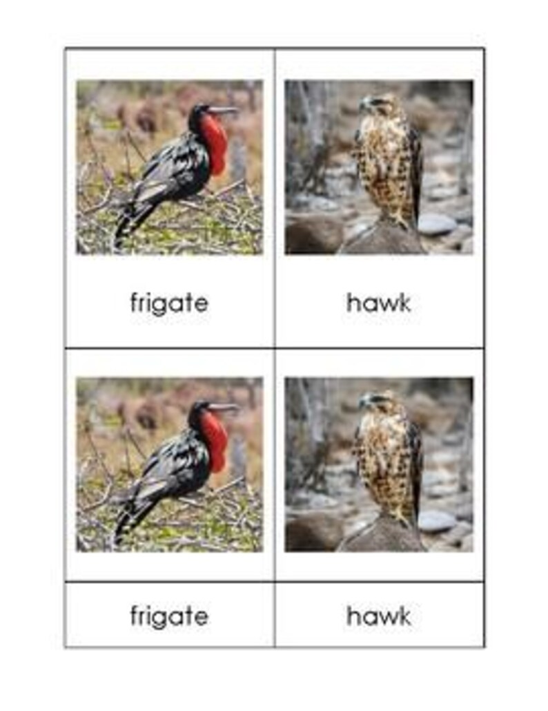 Galapagos Safari Toob 3-part Card Set - Etsy