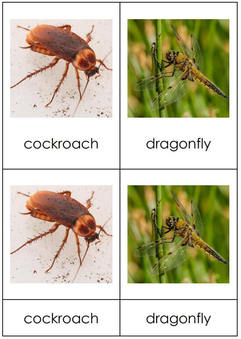 Insect Safari Toob 3-part Card Set Digital File - Etsy