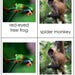 Rainforest Safari Toob 3-part Card Set Digital File - Etsy