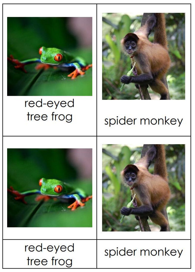 Rainforest Safari Toob 3-part Card Set Digital File - Etsy